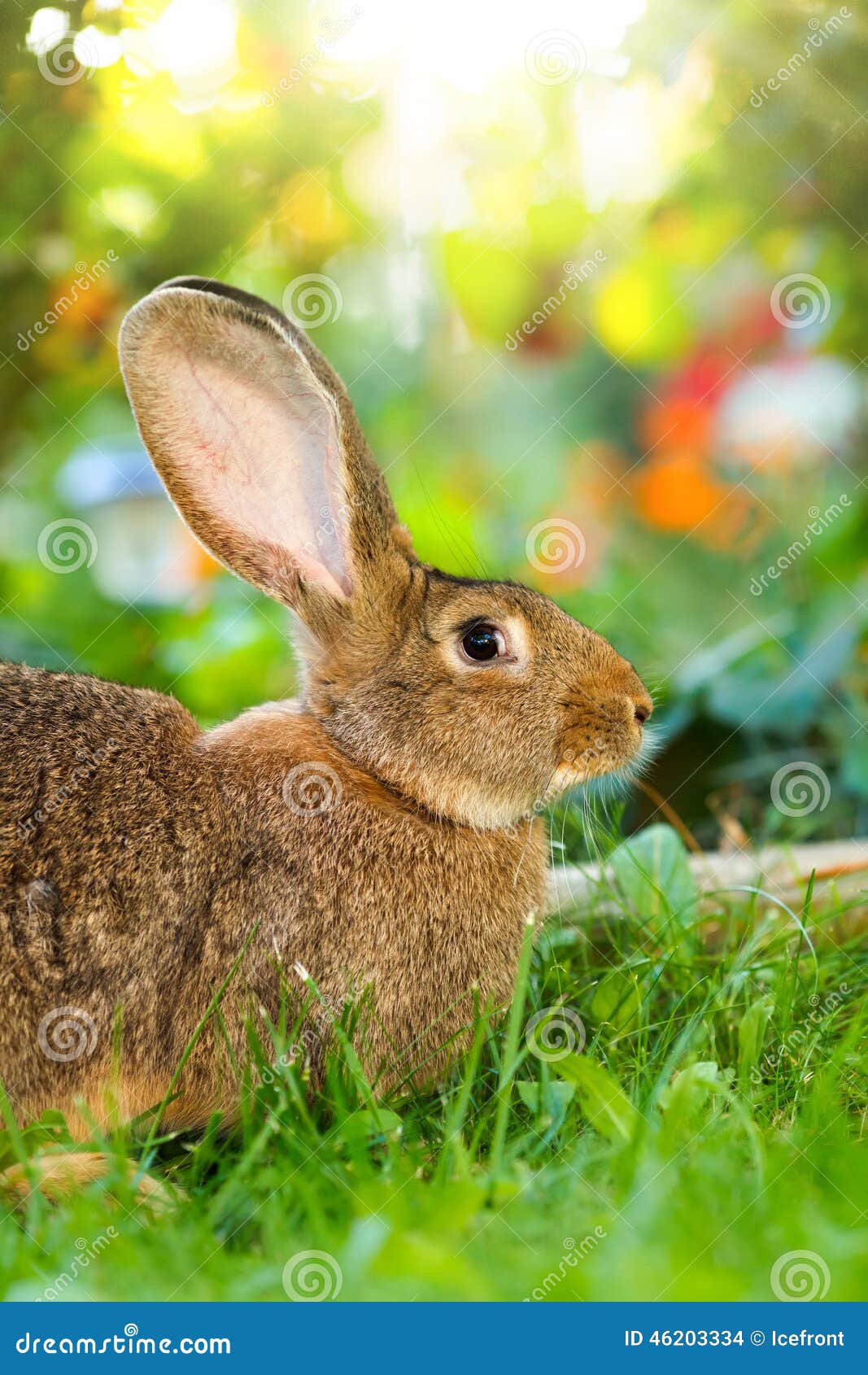 Brown Rabbit Sitting in Flower Garden Stock Photo - Image of domestic ...