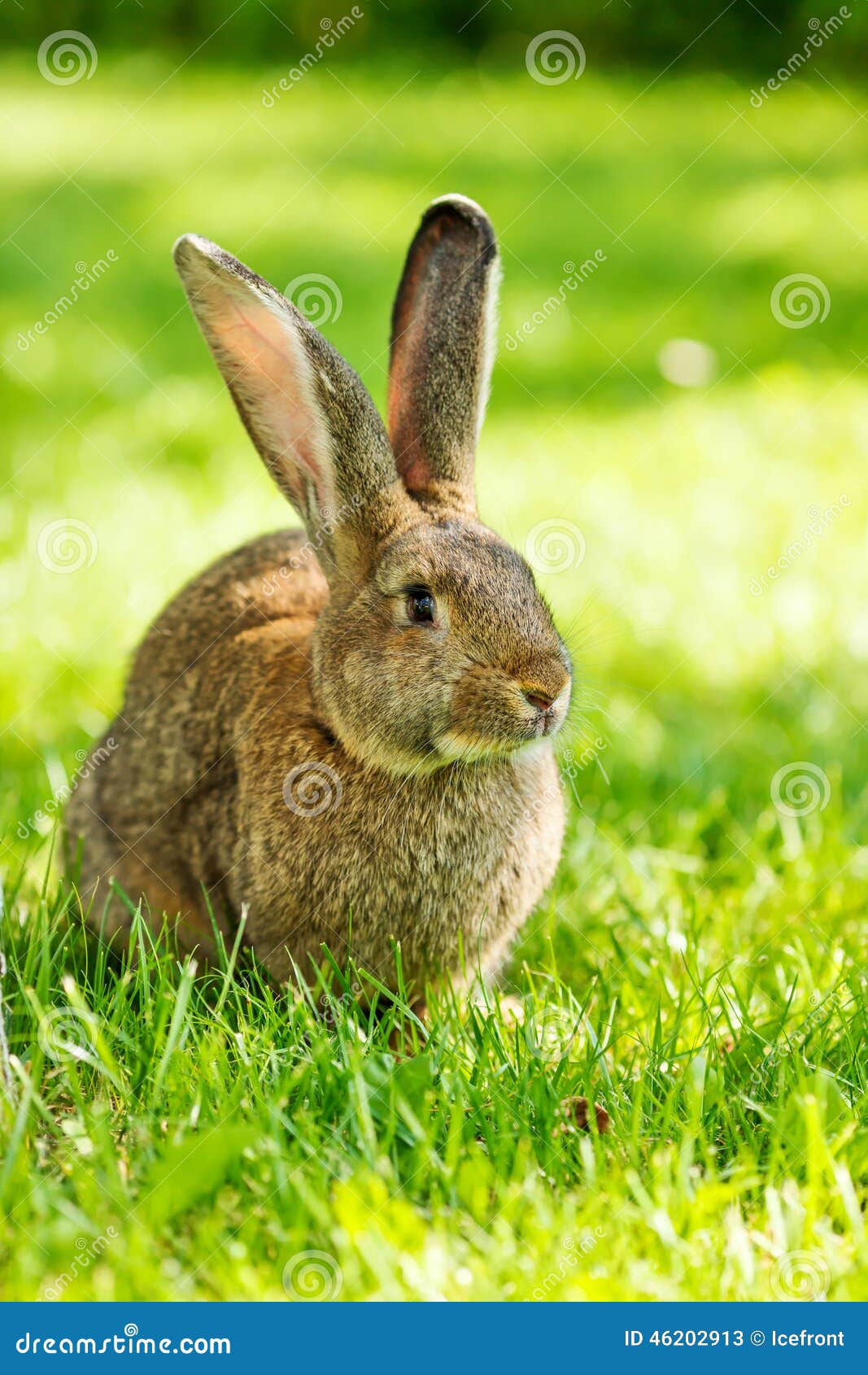 Brown Rabbit Sitting in Grass Stock Image - Image of furry, animal ...