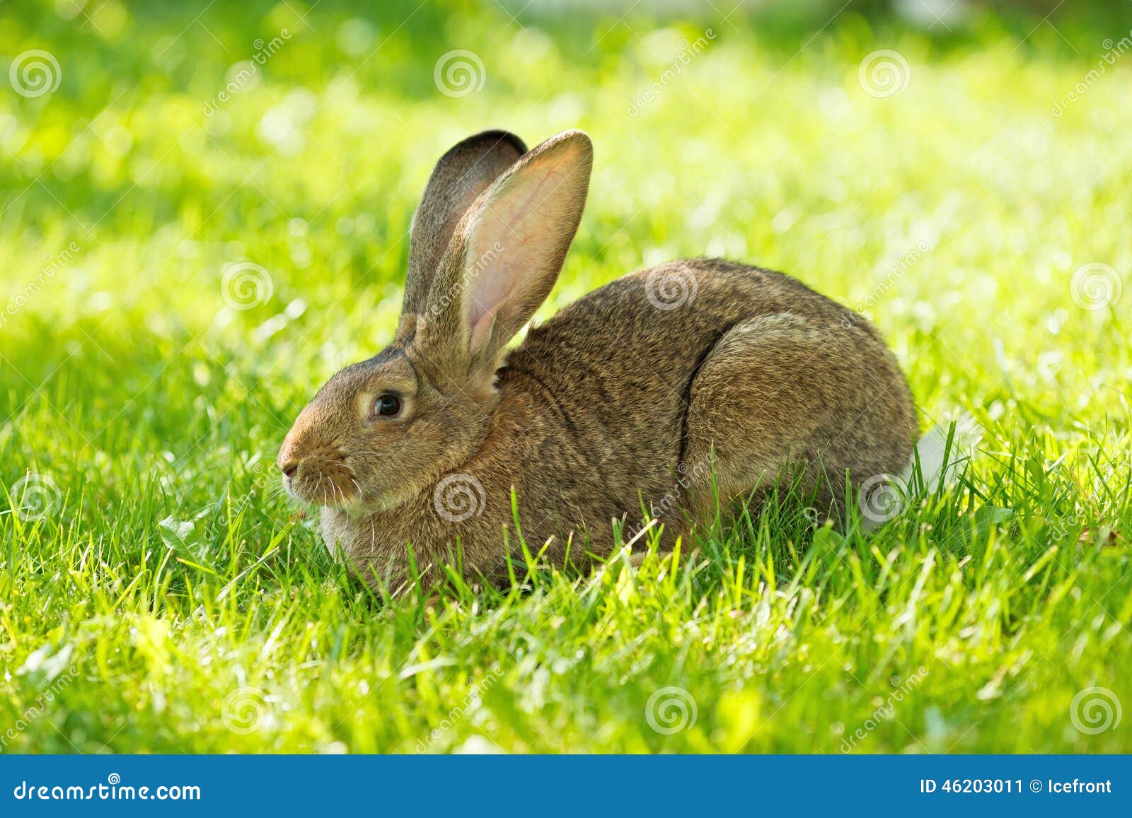 Brown Rabbit Sitting in Grass Stock Image - Image of nature, field ...