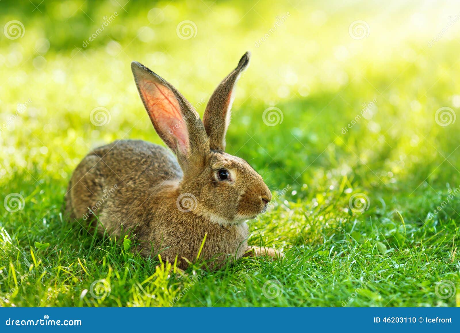 Brown Rabbit Sitting in Grass Stock Photo - Image of furry, field: 46203110