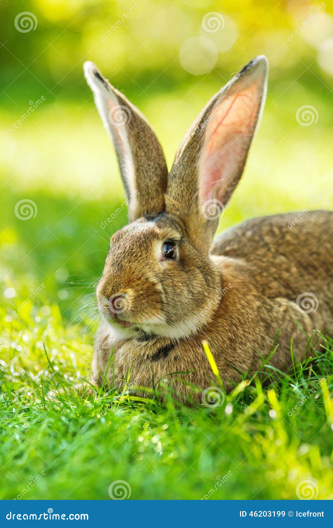 Brown Rabbit Sitting in Grass Stock Image - Image of light, natural ...