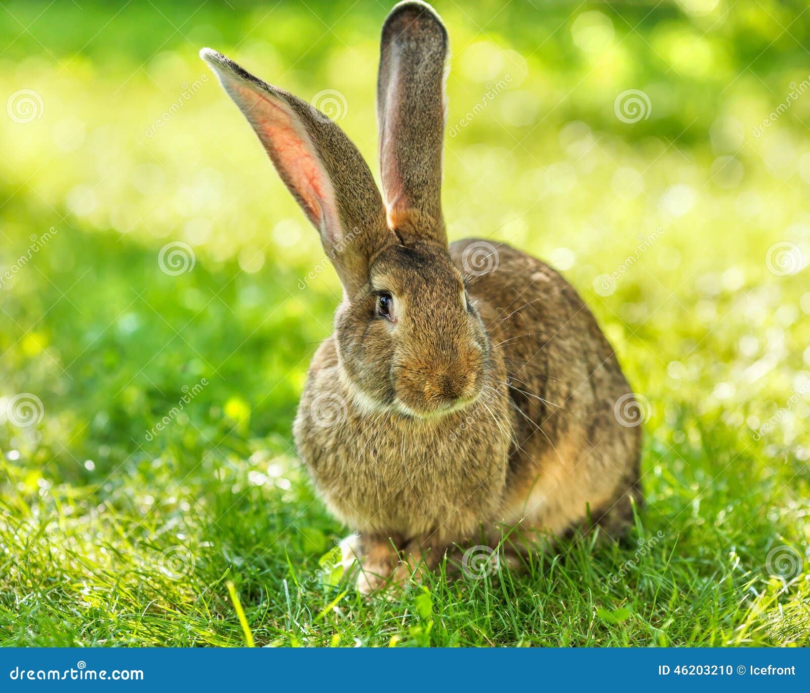 Brown Rabbit Sitting in Grass Stock Photo - Image of sunny, cute: 46203210