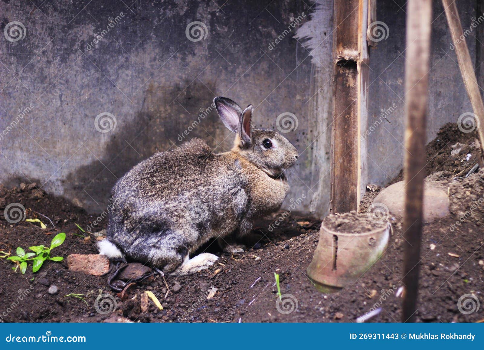 Brown rabbit on the ground stock image. Image of nature - 269311443