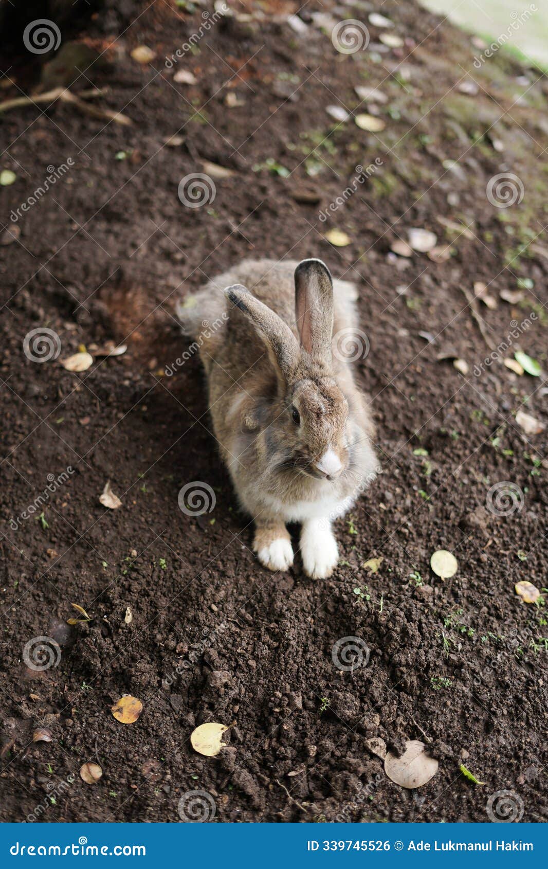 Brown Rabbit Sitting on the Ground in the Garden House during the Day ...