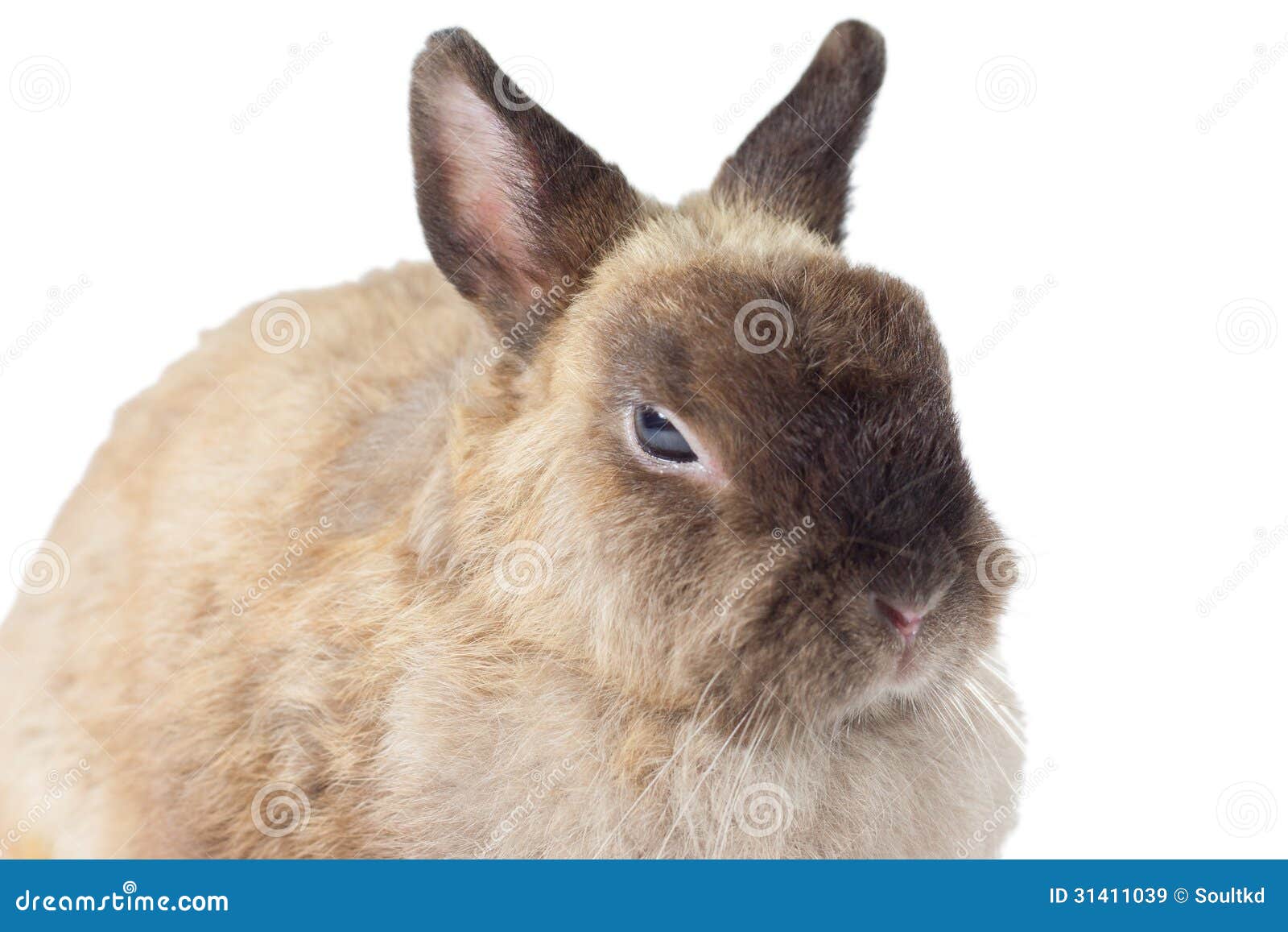 Brown rabbit stock image. Image of large, dwarf, loving - 31411039