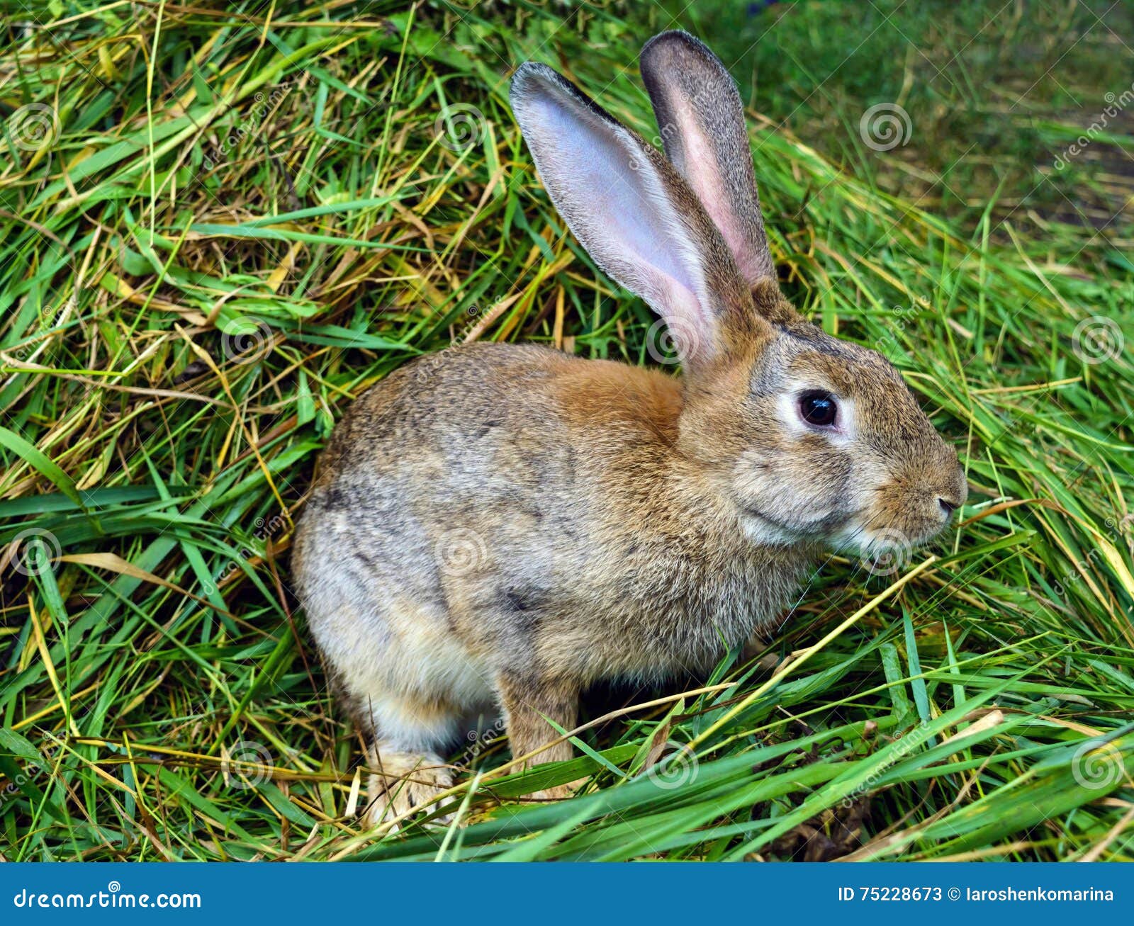 Brown Rabbit Sitting in a Pile of Fresh Green Grass Stock Image - Image ...