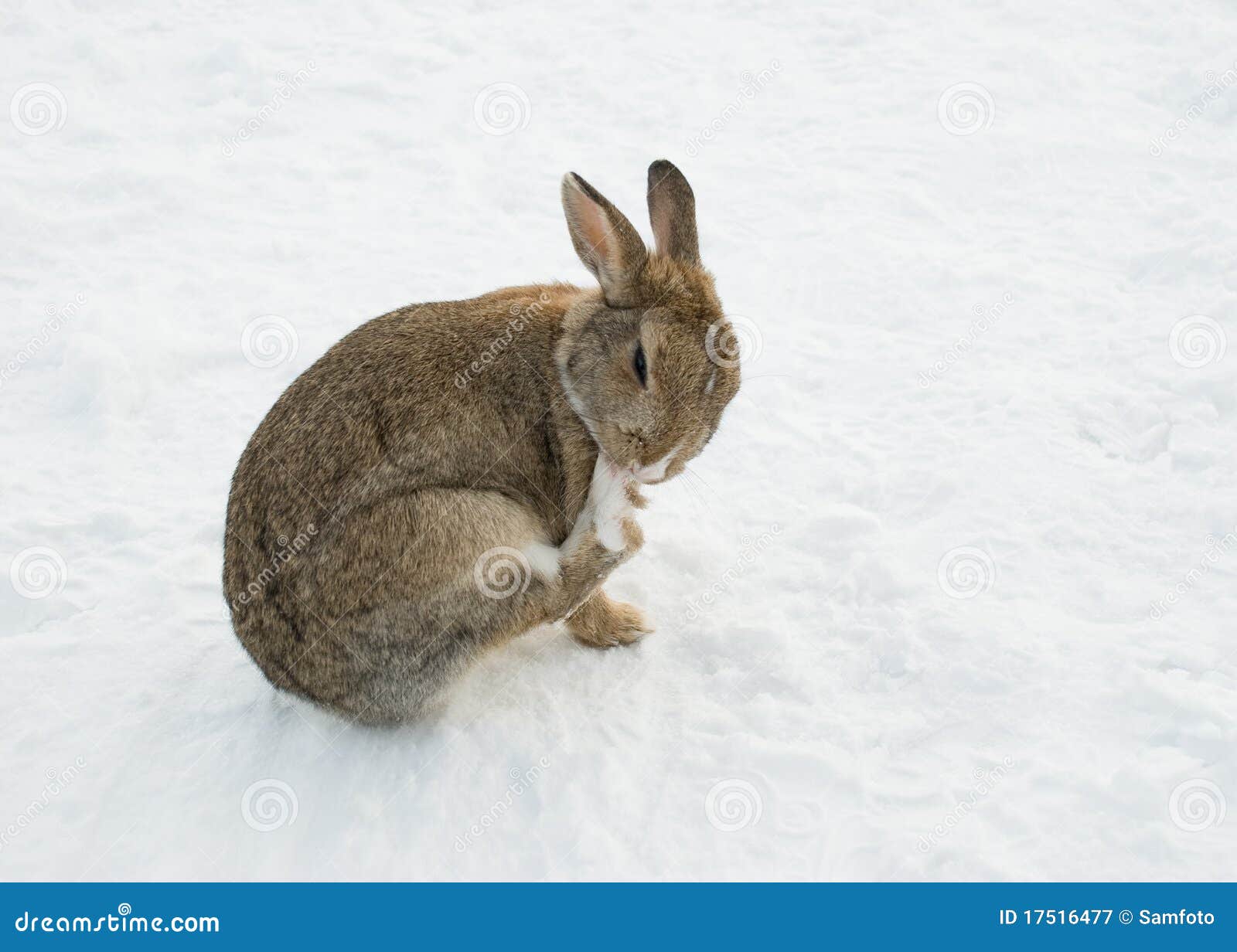 Brown Rabbit in Snow Cleaning His Paw Stock Image - Image of winter ...