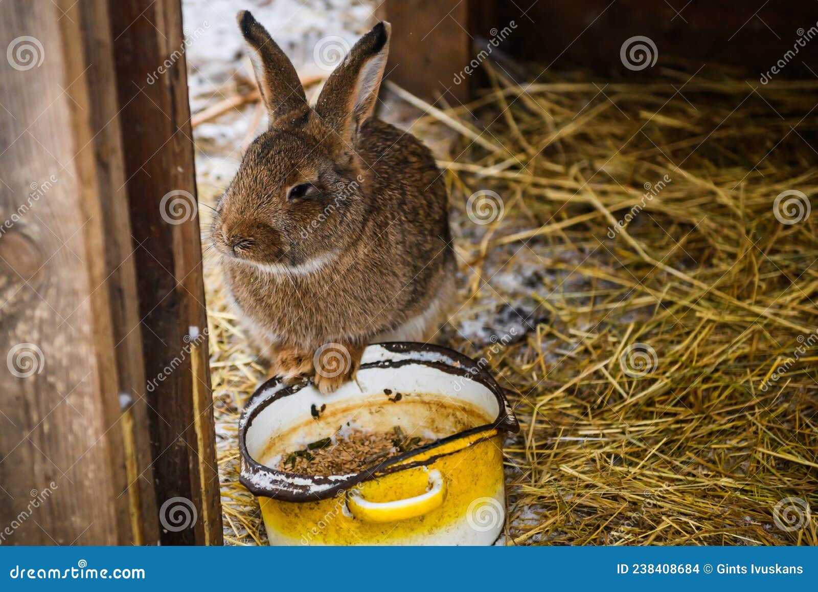 Brown rabbit in the snow stock photo. Image of forecast - 238408684