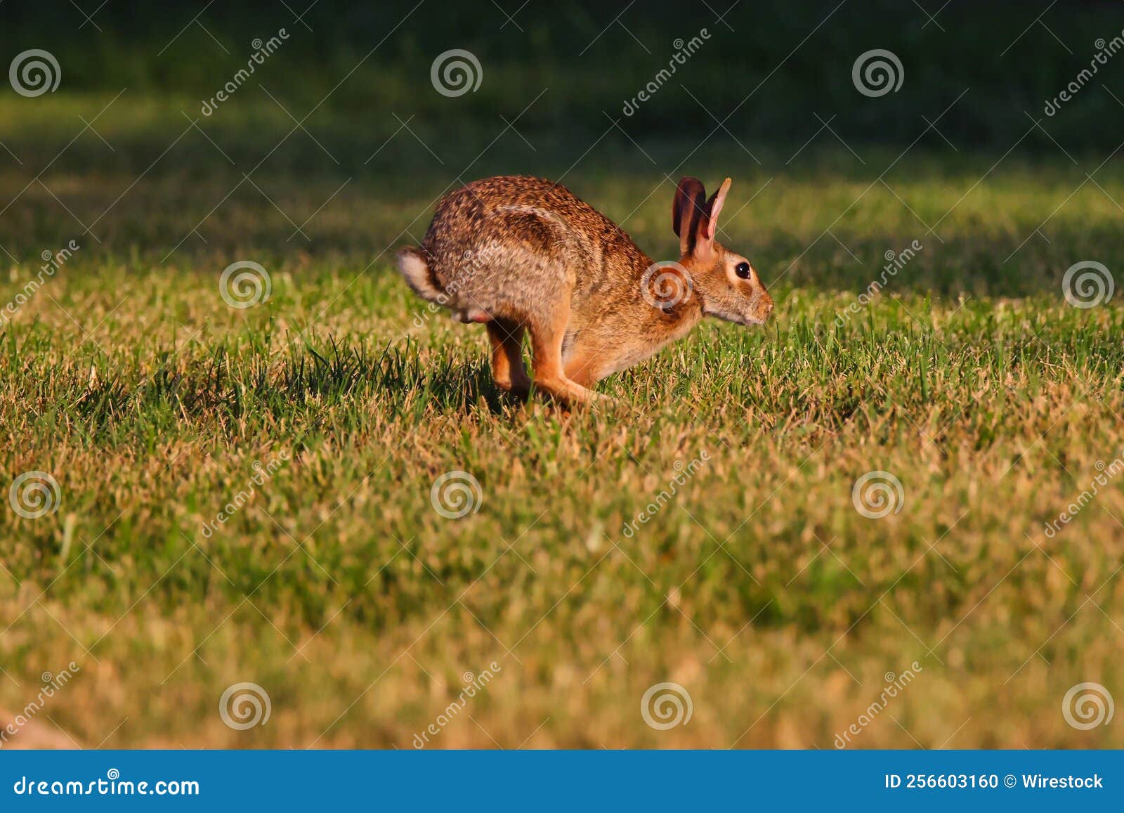 Brown Rabbit Springing in the Field with Sunlight on and Making a ...