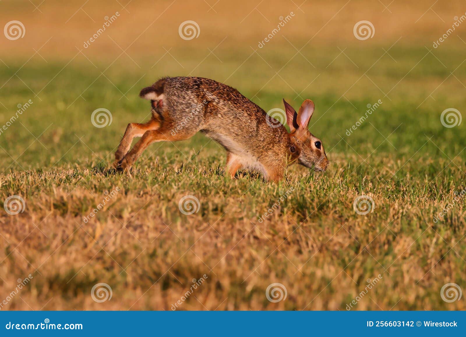Brown Rabbit Springing in the Field with Sunlight on and Making a ...