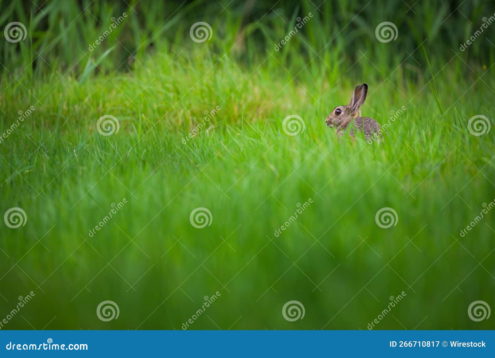 Brown Rabbit Standing in the Distance in a Green Field, Blurred ...