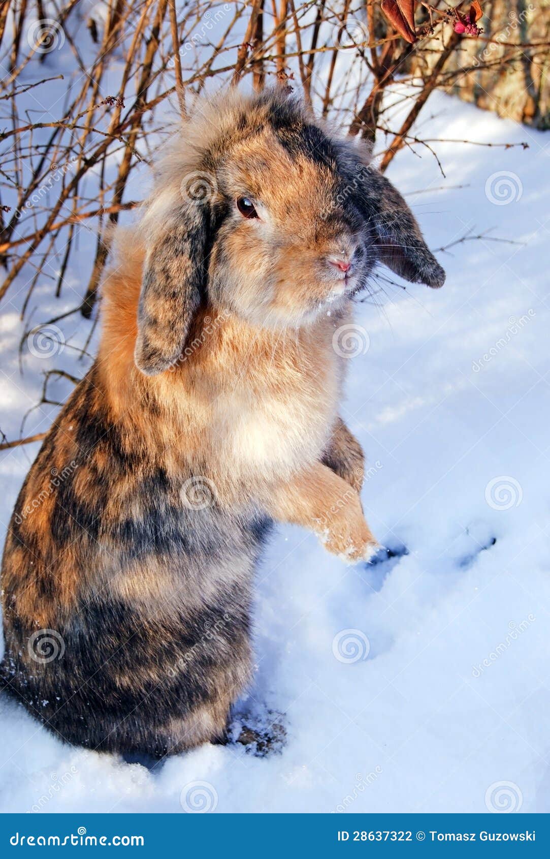 Brown Rabbit Standing on His Backfeet in Snow Stock Photo - Image of ...