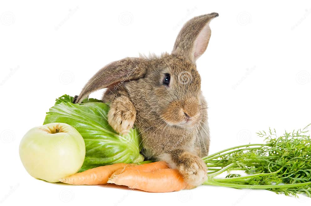 Brown Rabbit with Vegetables Stock Image - Image of cabbage, adorable ...