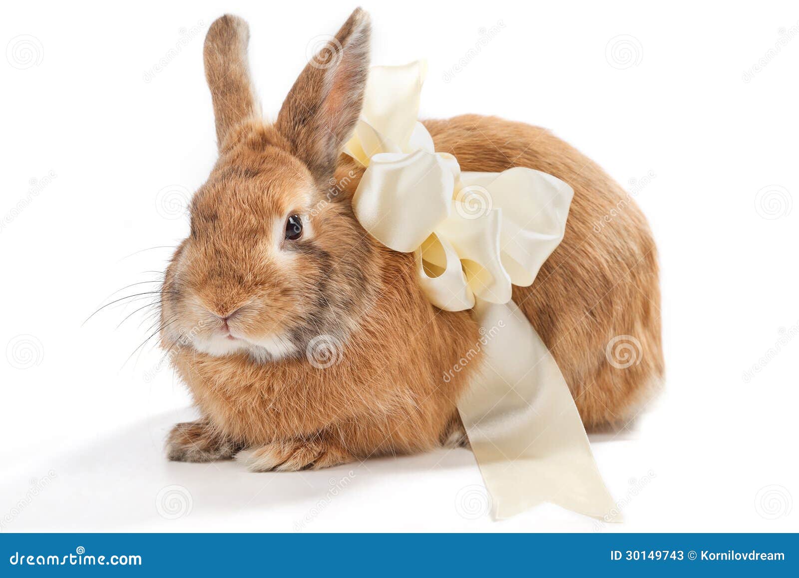 Brown Rabbit with a Beige Bow Stock Image - Image of face, isolated ...