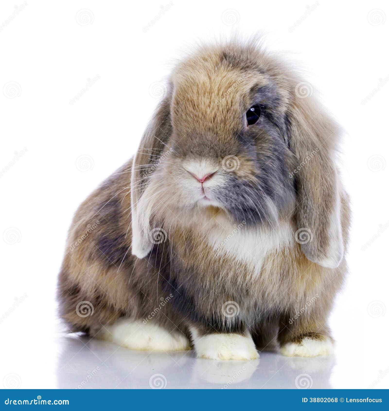 Brown rabbit stock photo. Image of animals, dwarf, white - 38802068