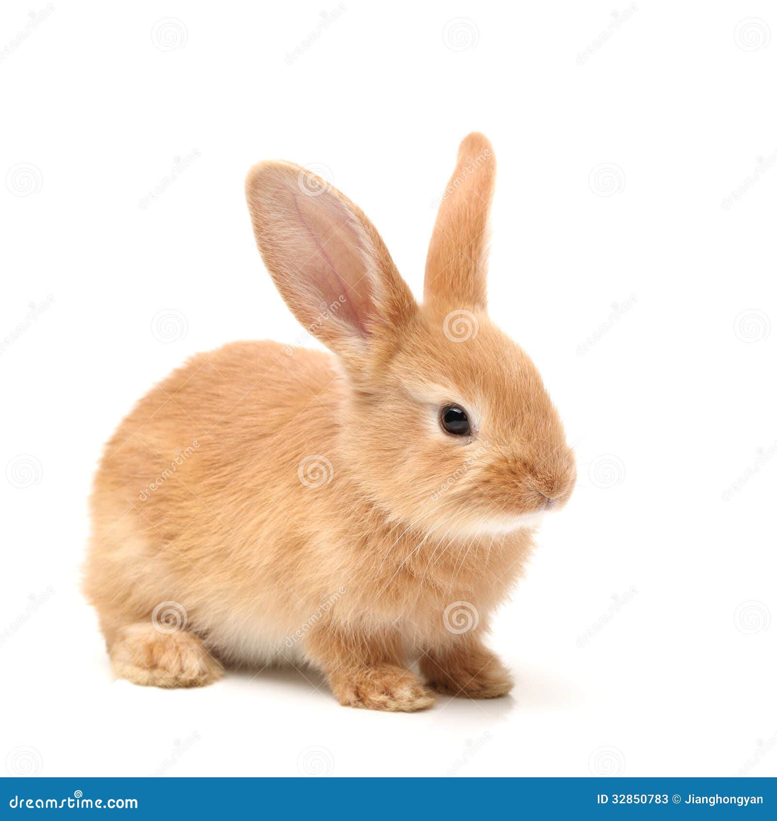 Brown rabbit stock image. Image of shot, space, pets - 32850783