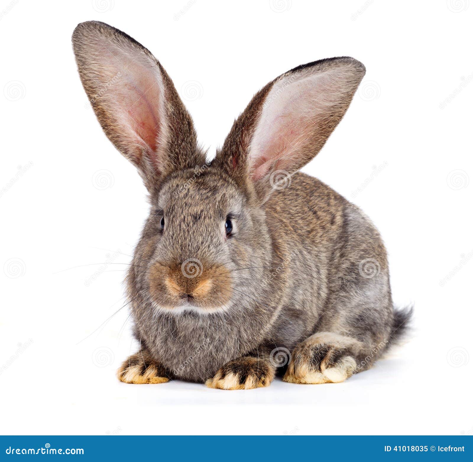 Brown Rabbit Fur Texture, Animal Skin Background Royalty-Free Stock ...