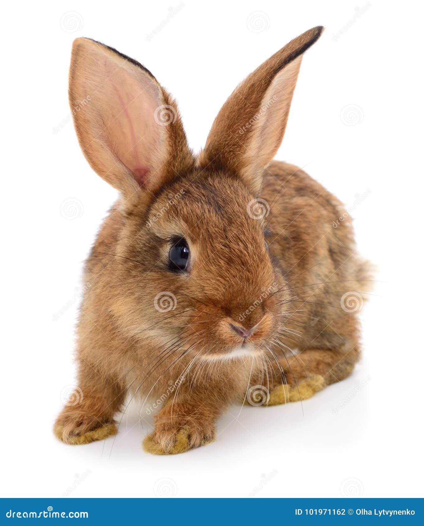 Brown rabbit on white. stock photo. Image of pets, sitting - 101971162