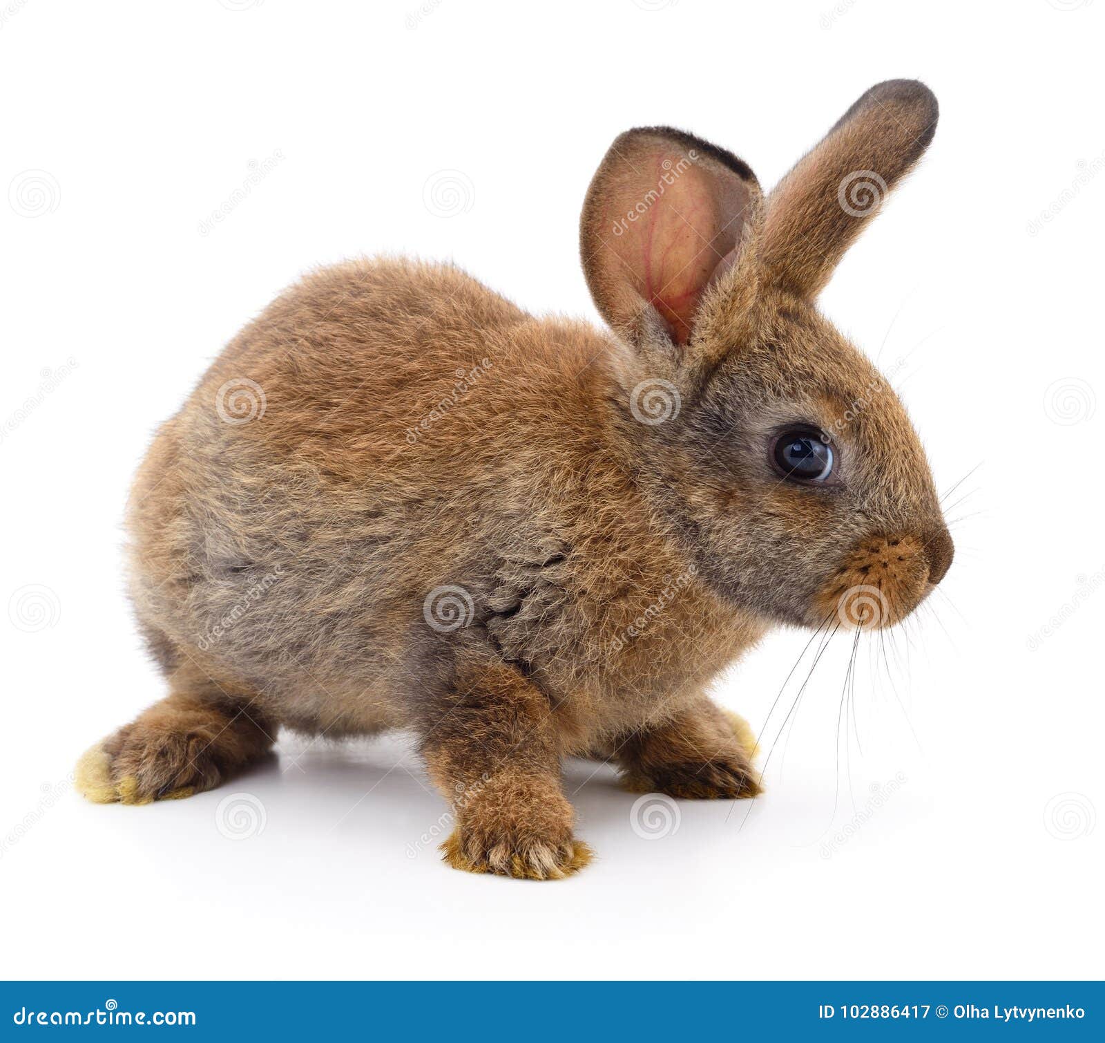 Brown rabbit on white. stock image. Image of domestic - 102886417
