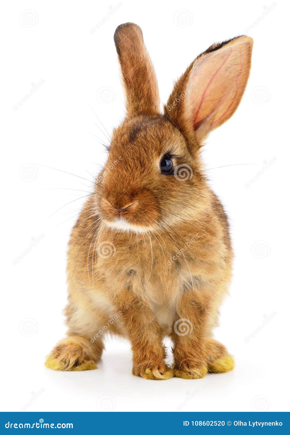 Brown rabbit on white. stock photo. Image of background - 108602520