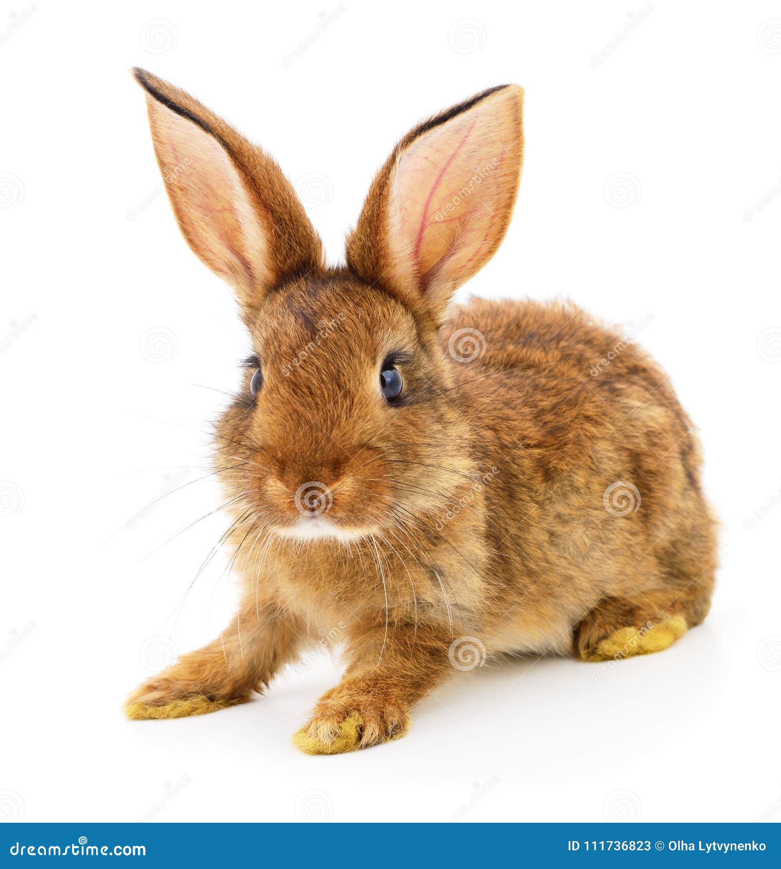 Brown rabbit on white. stock image. Image of mammals - 111736823
