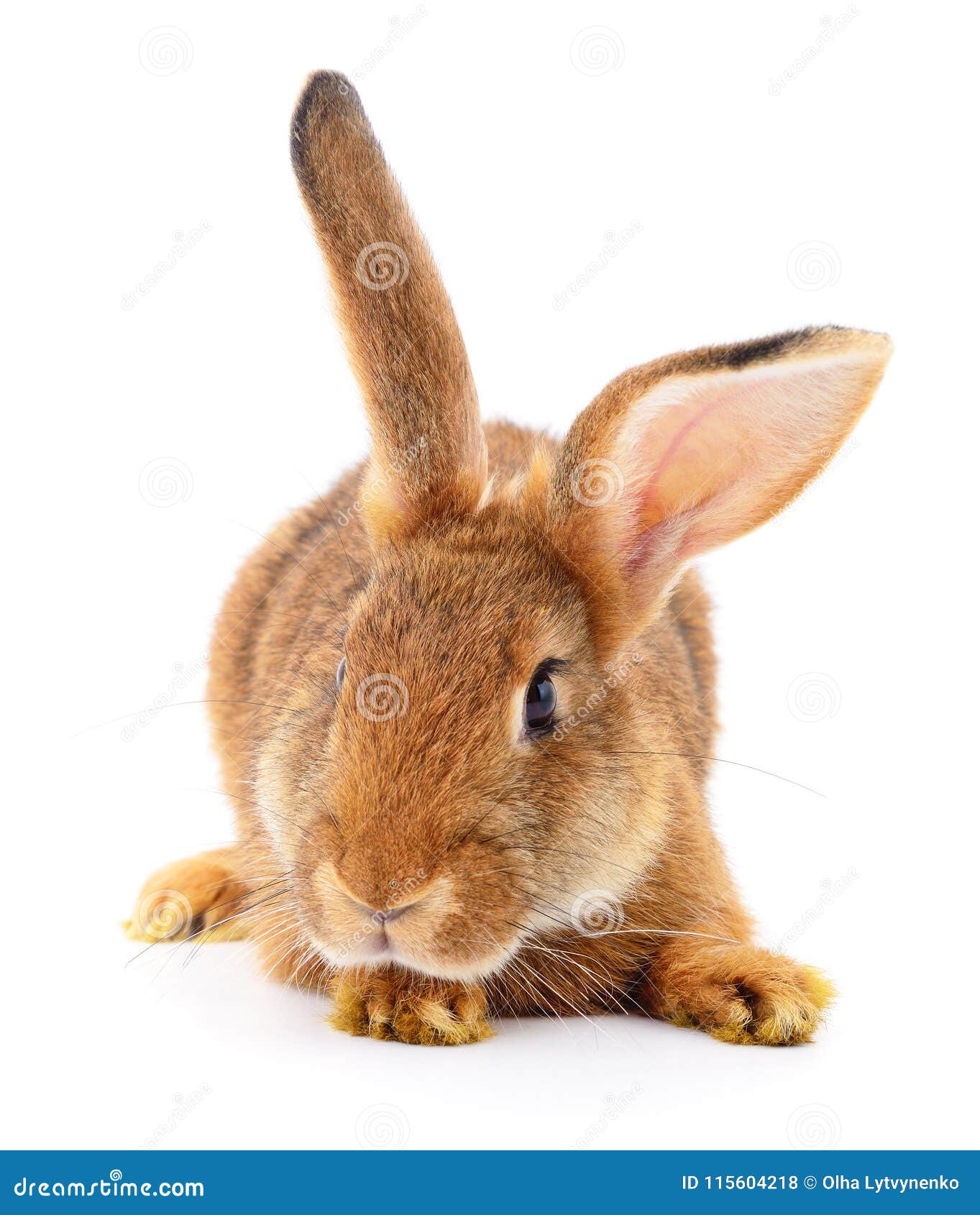 Brown rabbit on white. stock photo. Image of pets, studio - 115604218