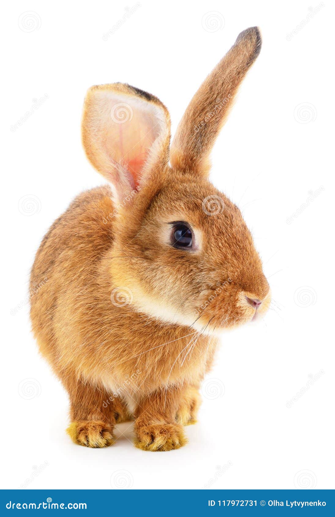 Brown rabbit on white. stock image. Image of sitting - 117972731