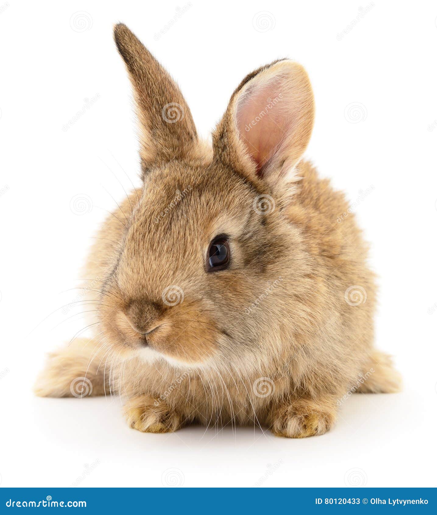 Brown rabbit on white. stock image. Image of studio, closeup - 80120433