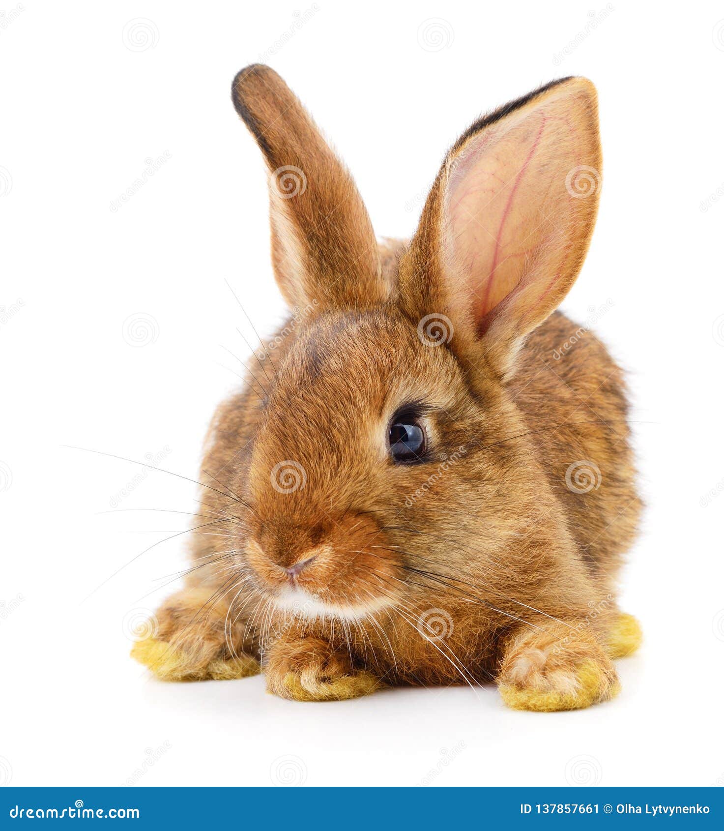 Brown rabbit on white stock image. Image of animals - 137857661