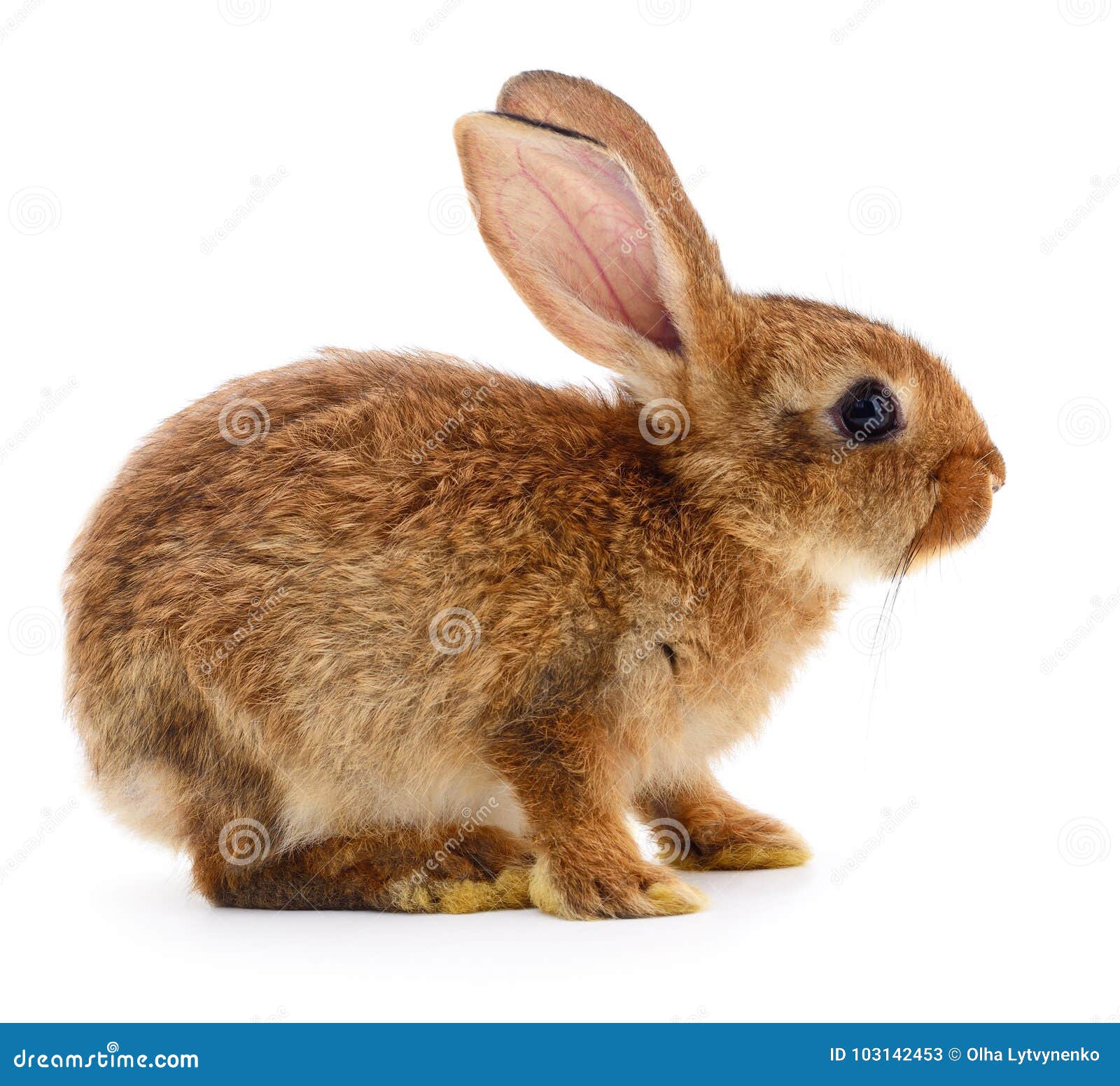 Brown rabbit on white. stock image. Image of background - 103142453
