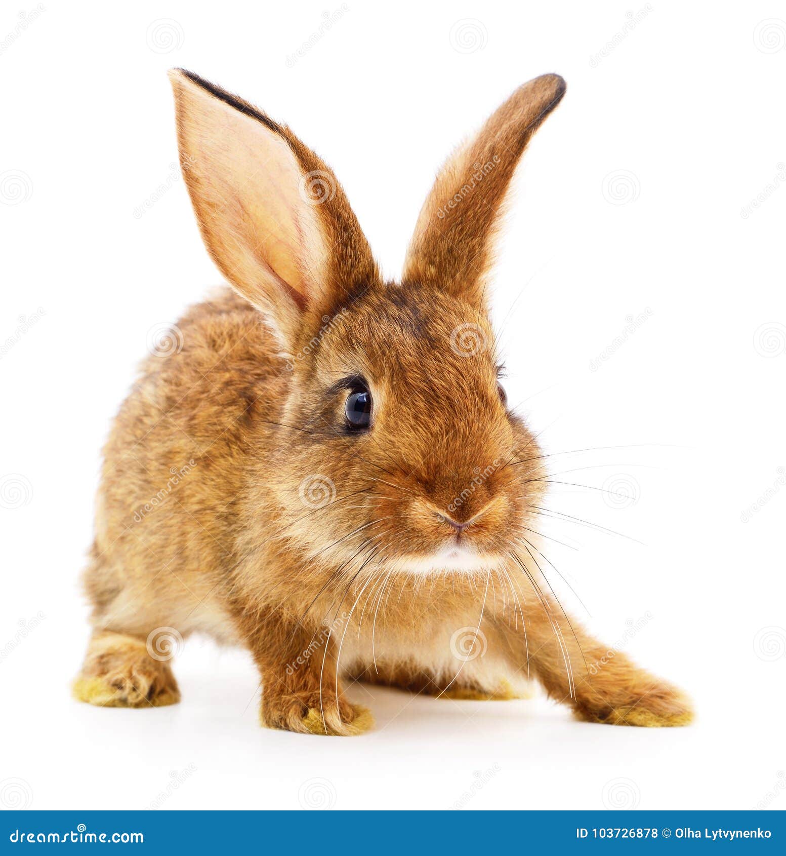 Brown rabbit on white. stock photo. Image of closeup - 103726878