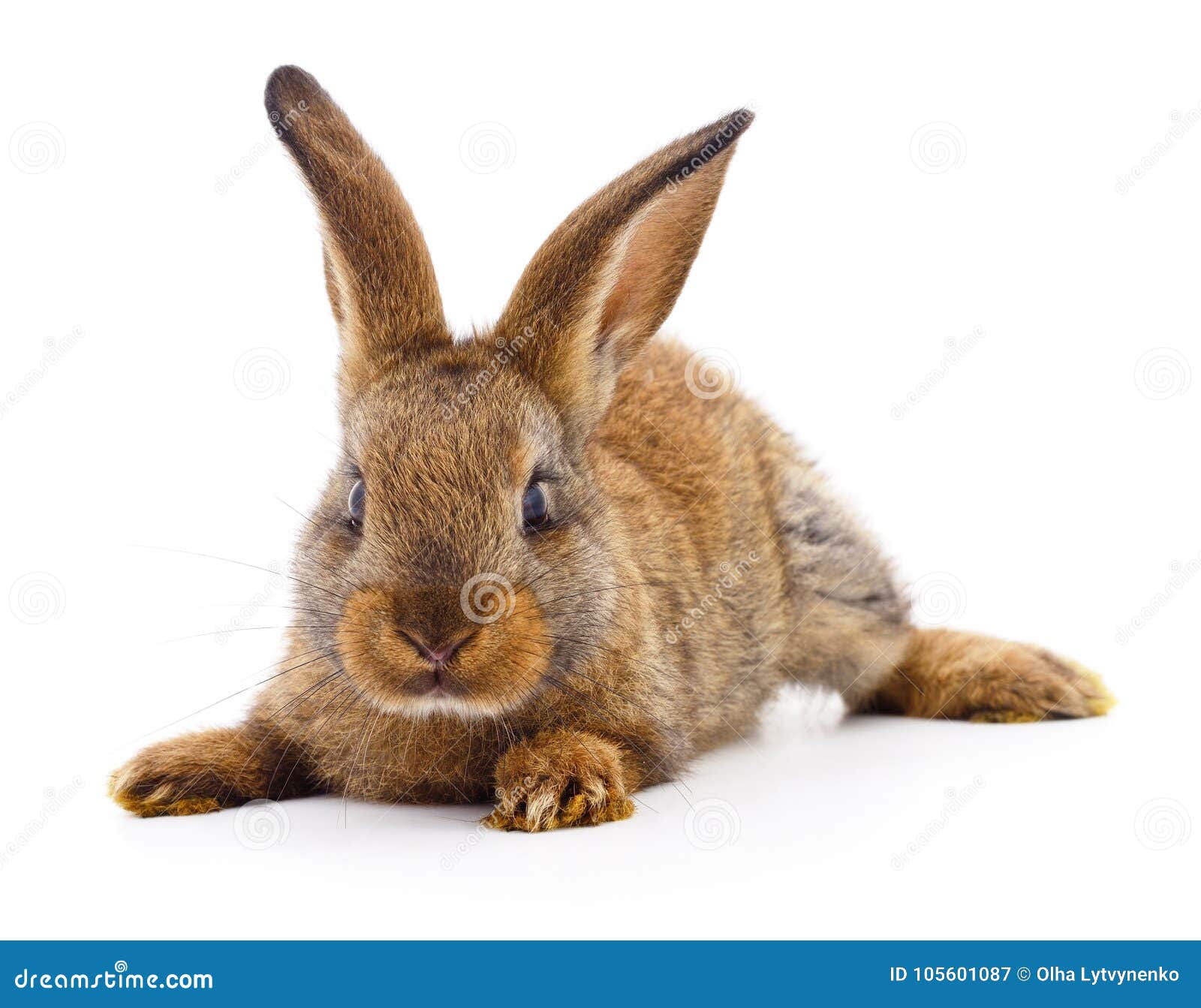 Brown rabbit on white. stock image. Image of brown, small - 105601087