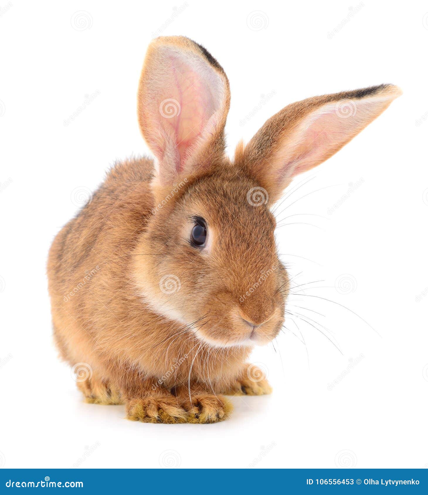 Brown rabbit on white. stock image. Image of pets, closeup - 106556453