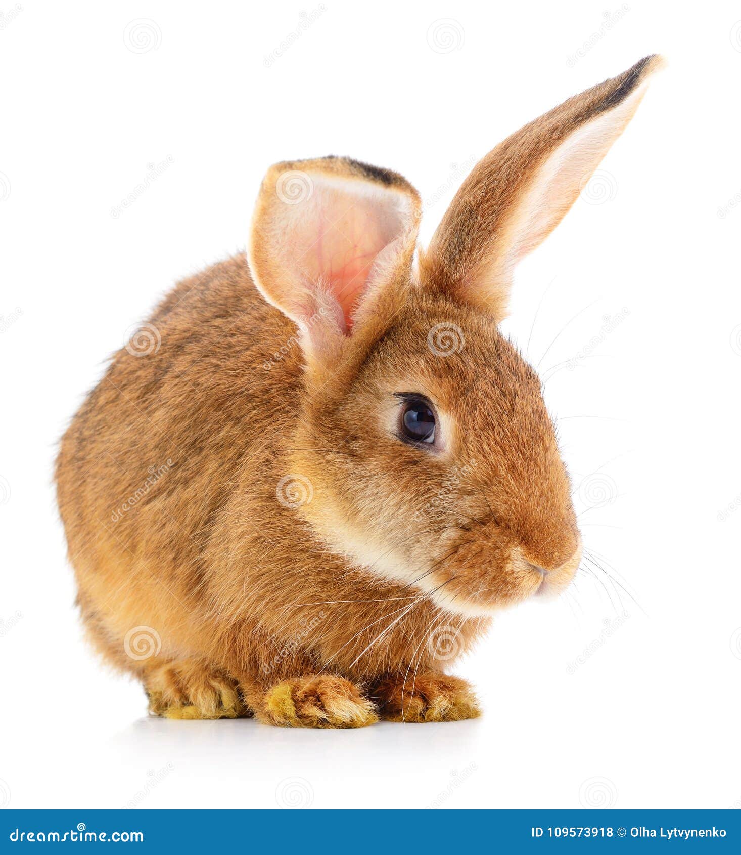 Brown rabbit on white. stock photo. Image of animals - 109573918