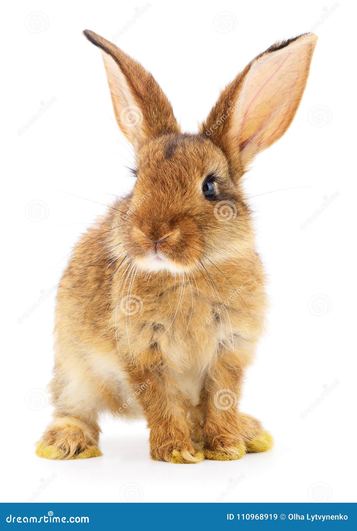 Brown rabbit on white. stock image. Image of brown, studio - 110968919