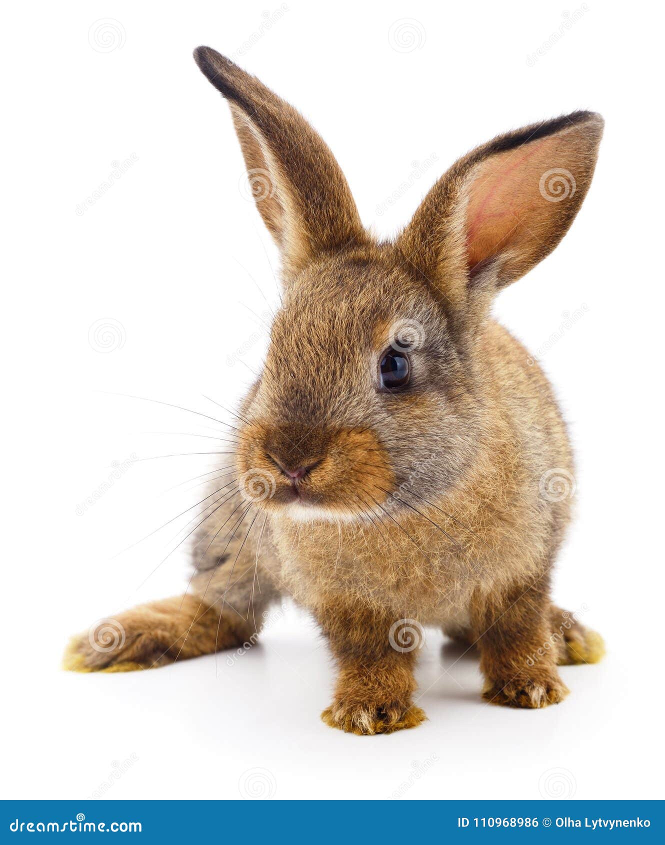 Brown rabbit on white. stock photo. Image of agriculture - 110968986