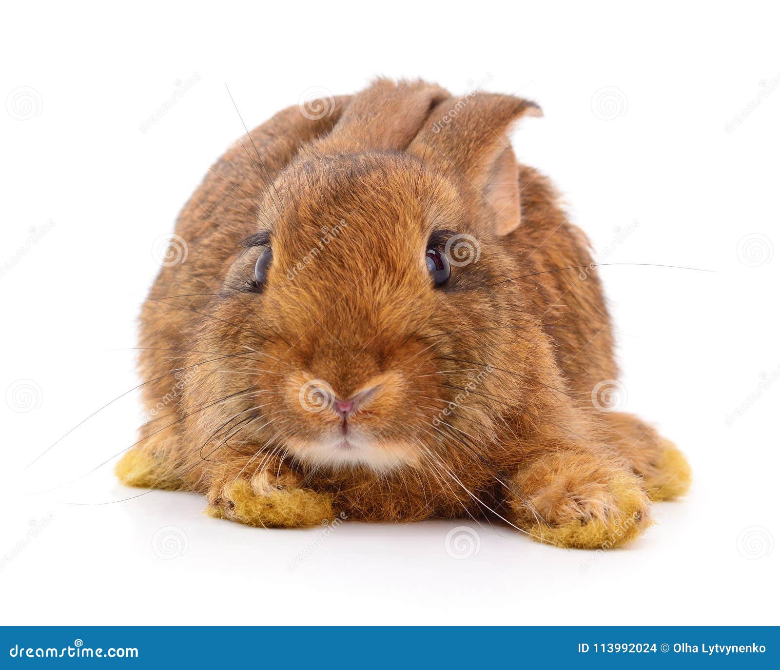 Brown rabbit on white. stock photo. Image of mammals - 113992024