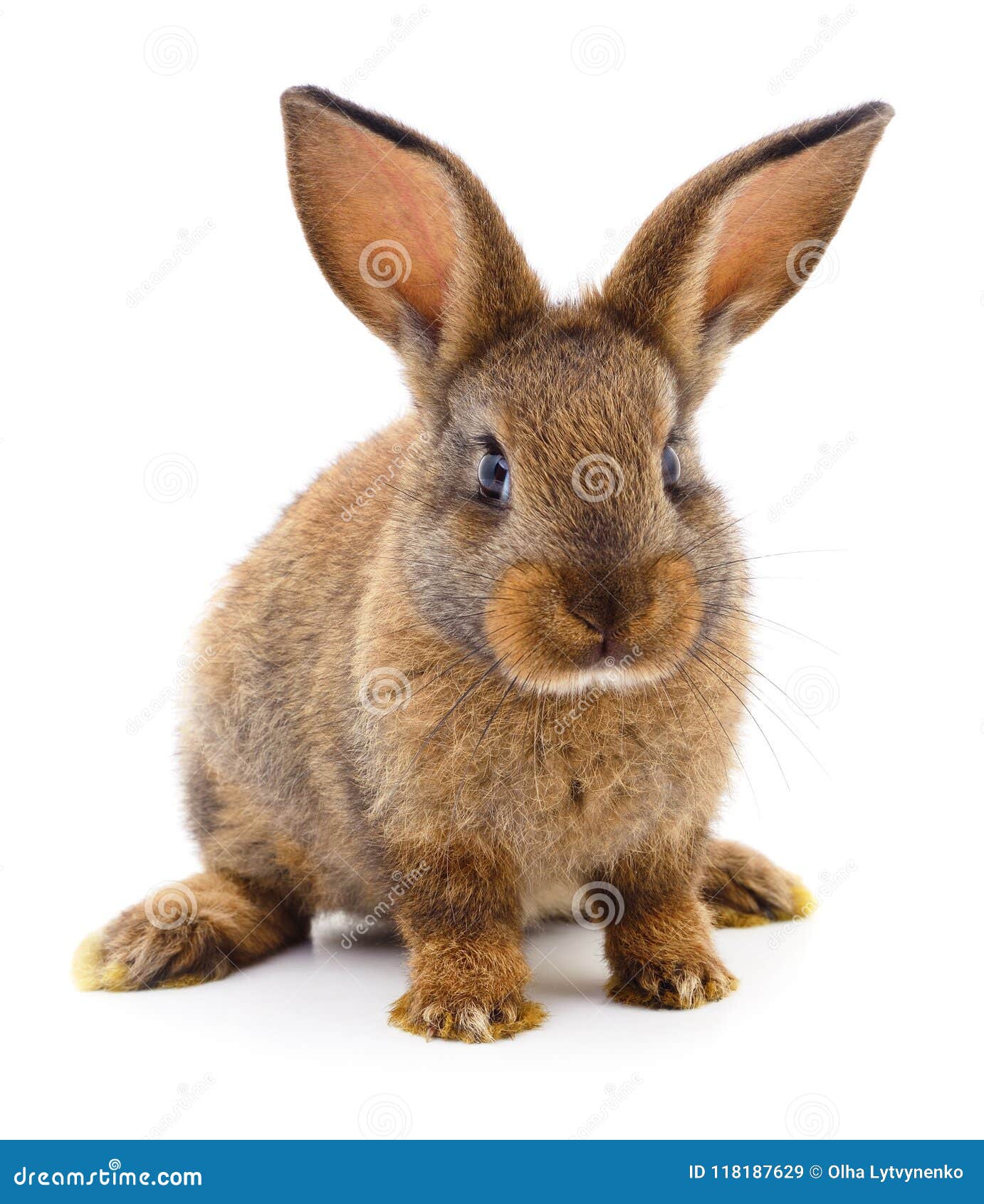 Brown rabbit on white. stock image. Image of domestic - 118187629