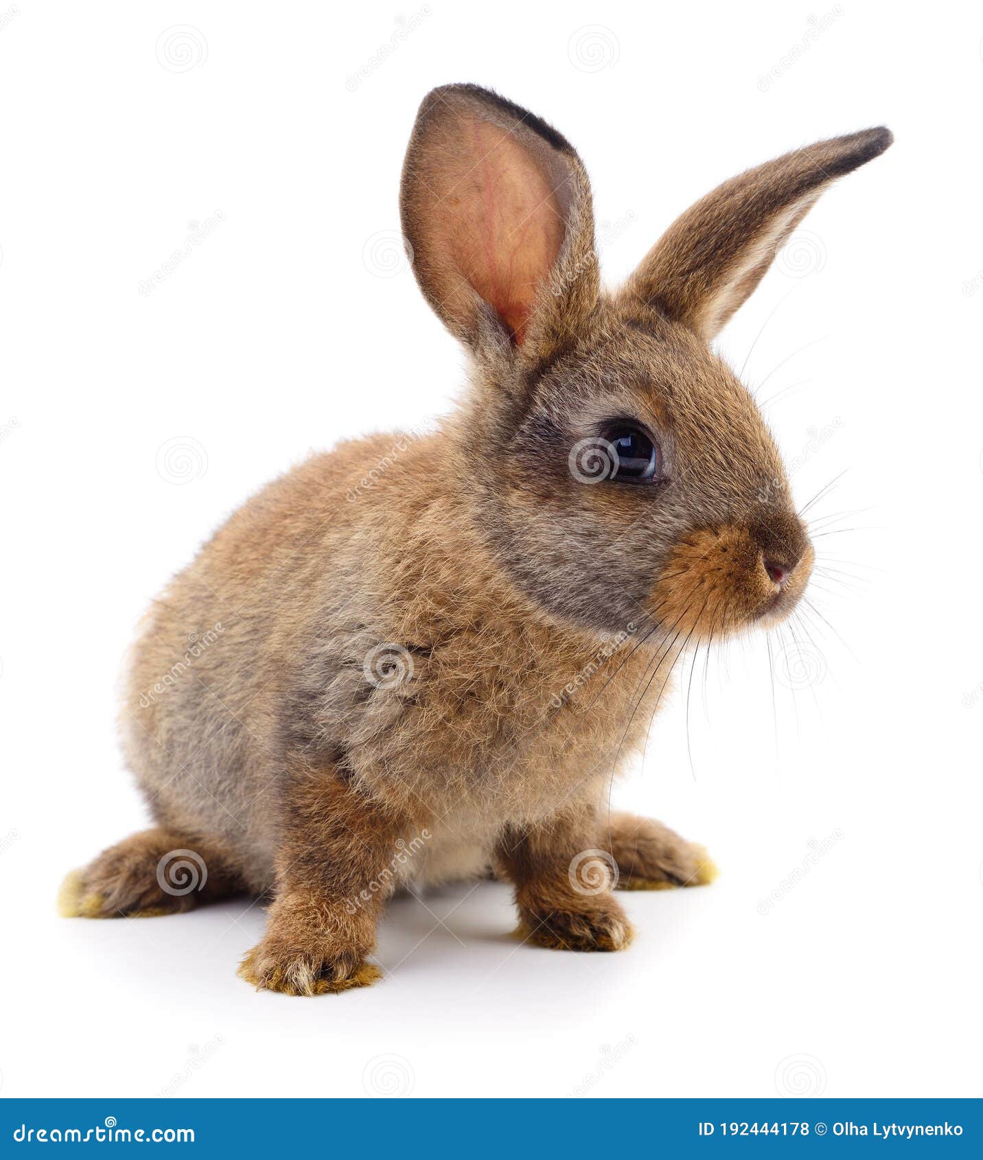 Brown rabbit on white stock photo. Image of isolated - 192444178