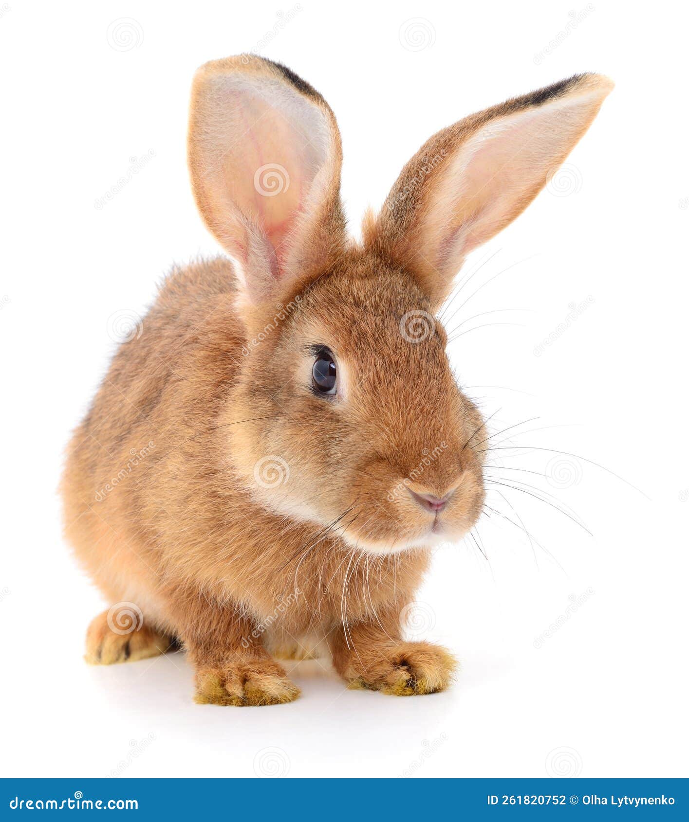 Brown rabbit on white stock photo. Image of sitting - 261820752