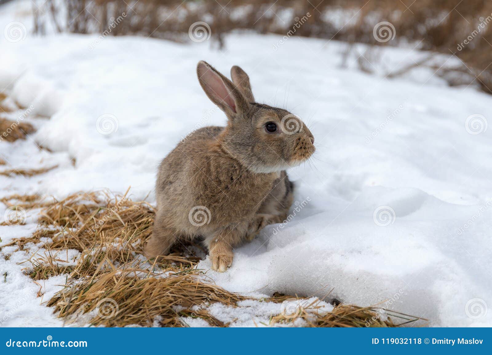 Brown rabbit in winter stock photo. Image of furry, cute - 119032118