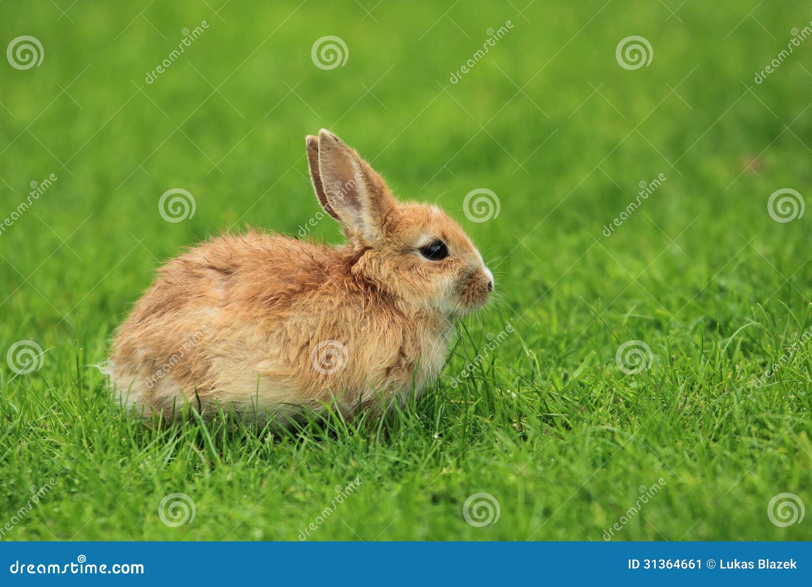 Brown rabbit stock image. Image of animal, grass, small - 31364661