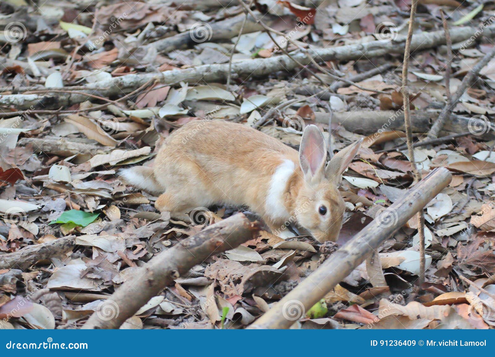 Brown Rabbits are in the Wild. Stock Image - Image of colorful, nature ...