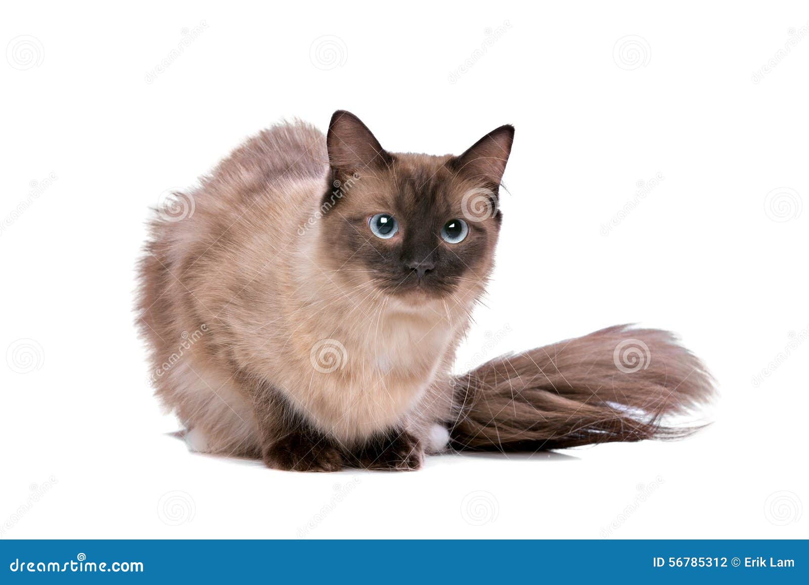 661 Brown Ragdoll Photos - Free & Royalty-Free Stock Photos from Dreamstime