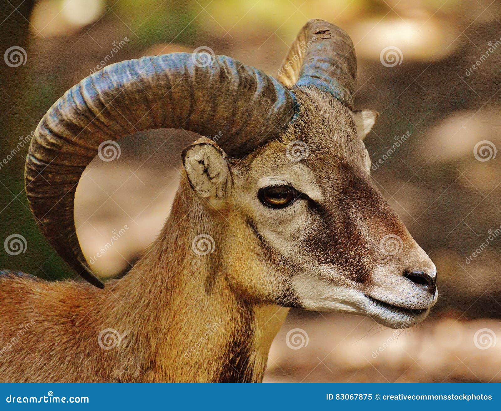 Brown Ram Goat Picture. Image: 83067875
