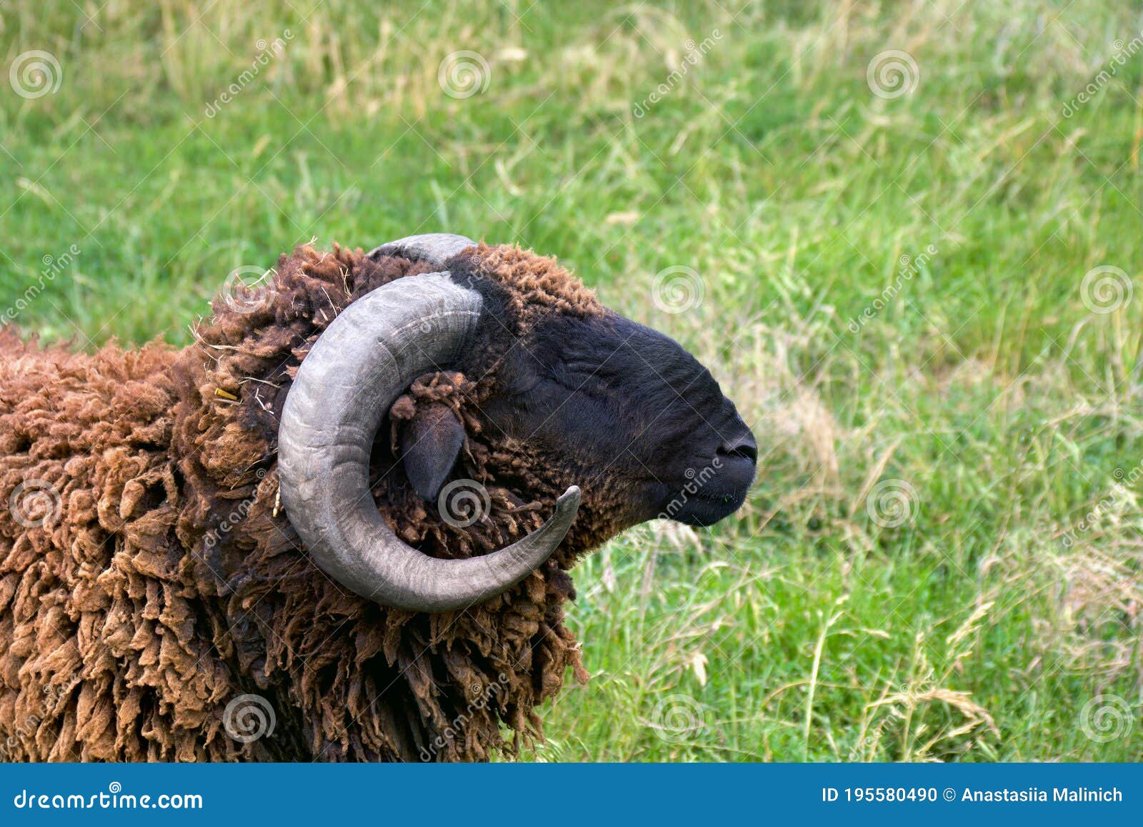 Brown Ram Ovis Aries Grazing on a Green Meadow Stock Photo - Image of ...
