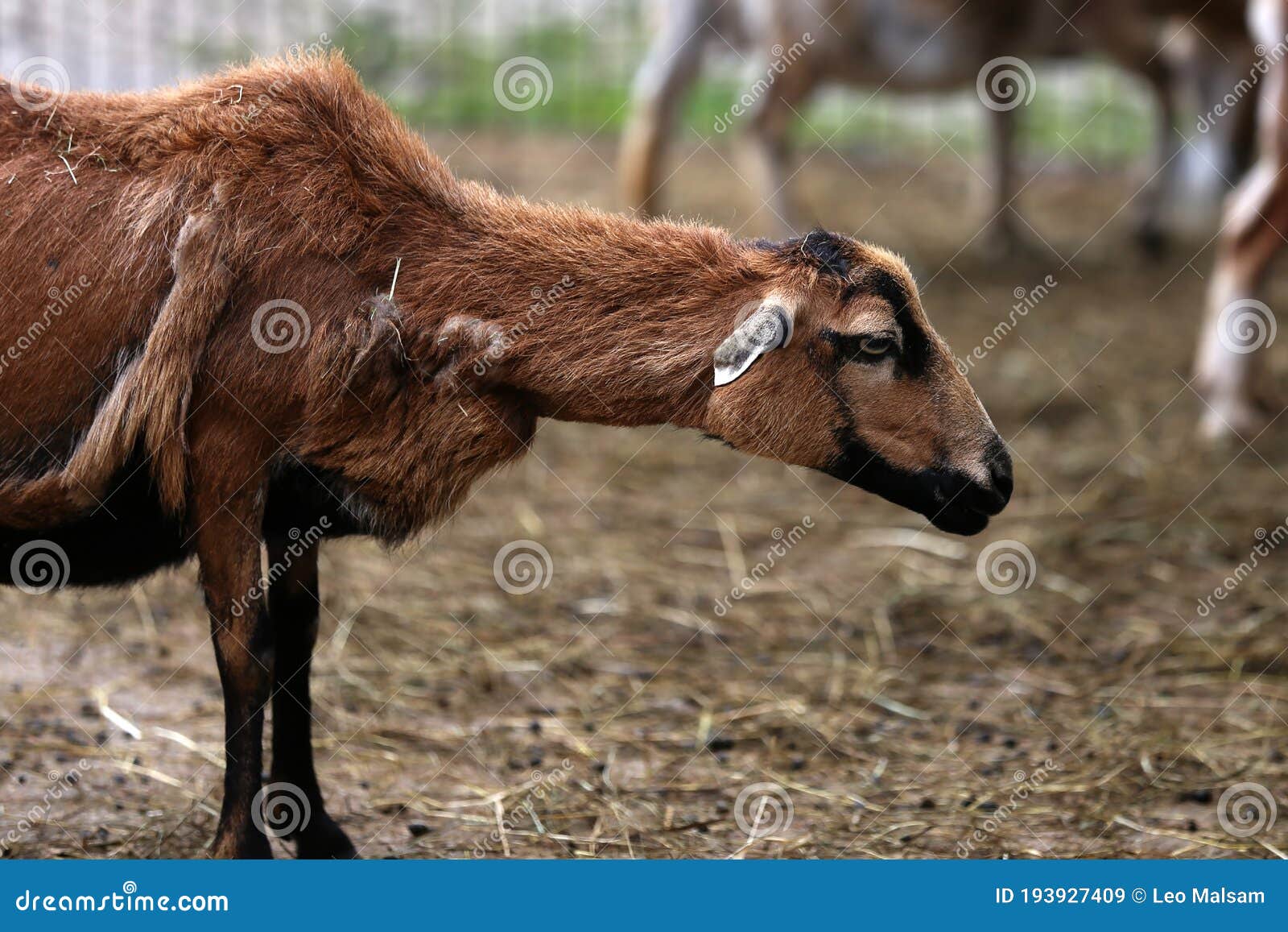 Brown Ram during Molting in an Aviary Stock Image - Image of buck ...