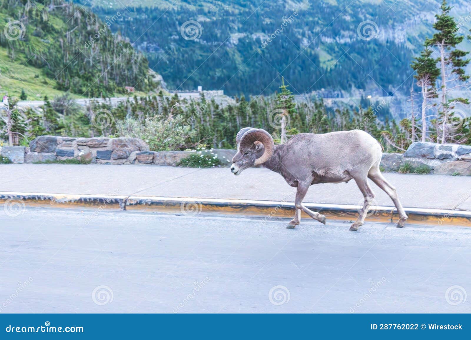 Brown Ram Walking Across a Winding Road, Surrounded by Rugged Mountains ...