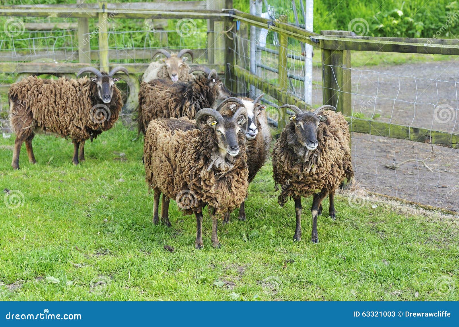 Brown rare breed sheep stock image. Image of lamb, fontburn - 63321003