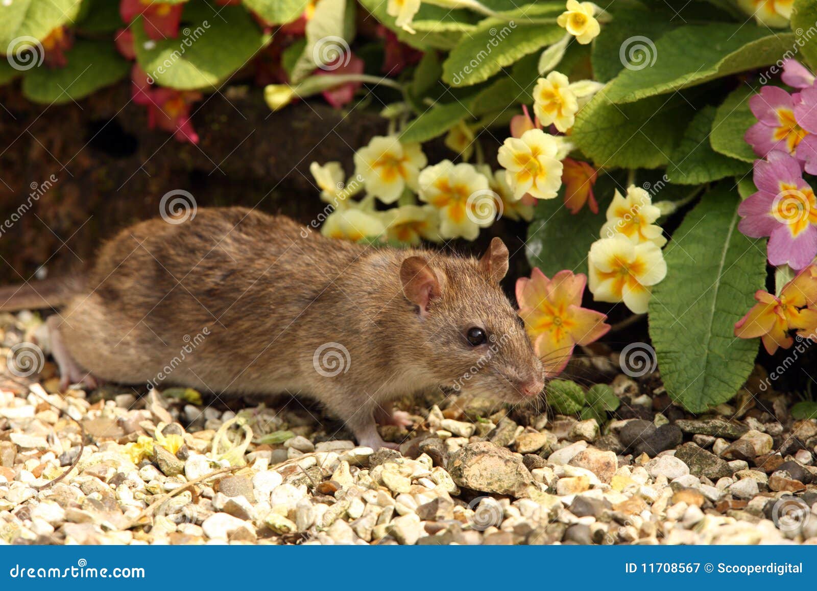 Brown Rat stock image. Image of brown, pest, close, rodent - 11708567